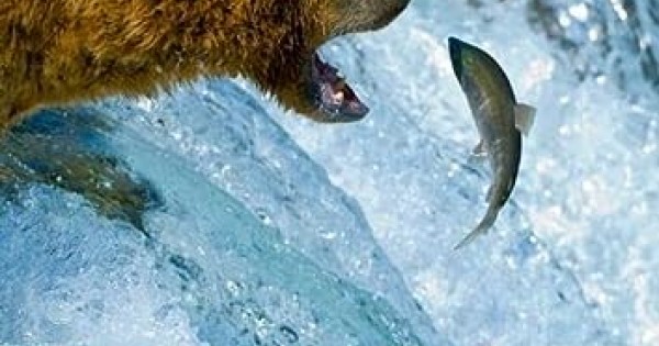 FAMILY AND FRIENDS OXFORD READ AND DISCOVER: WONDERFUL ECOSYSTEMS (ISBN ...